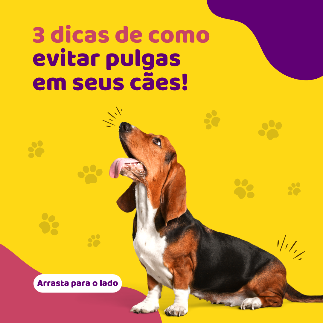 Designers Canva - Aprenda a fazer designs profissionais com o Canva